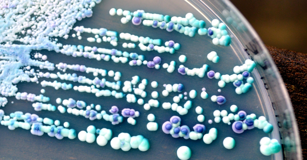 Candida: What You Need to Know | Wellness Institute